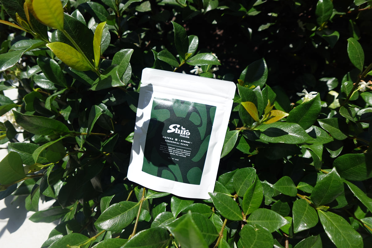 Matcha 極 -Kiwami- – Shiro-Matcha